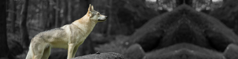 banner-wolf - Kydon Segal Lawyers